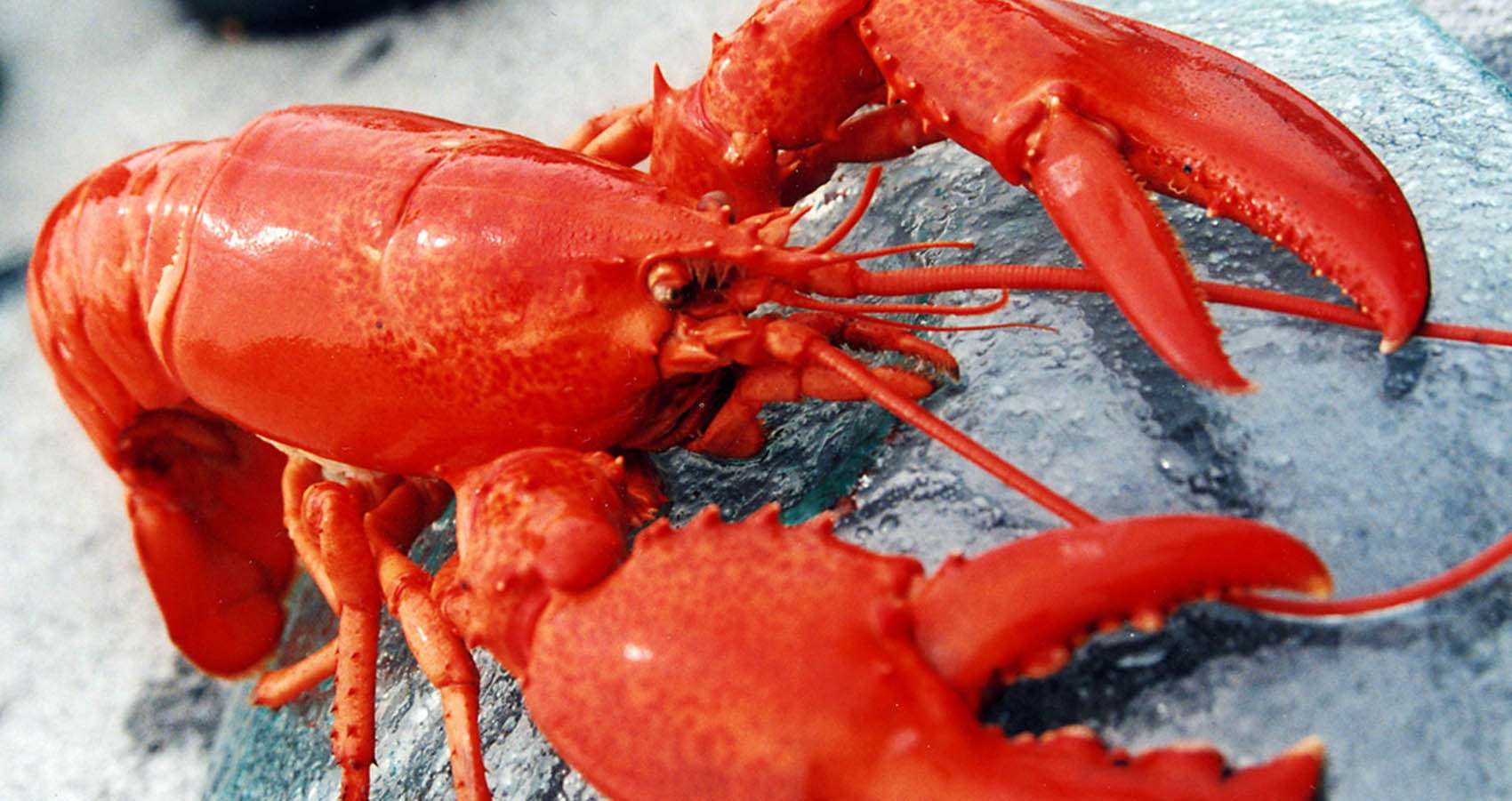 Wholesale Lobsters East Coast Canada – Overnight Shipping.