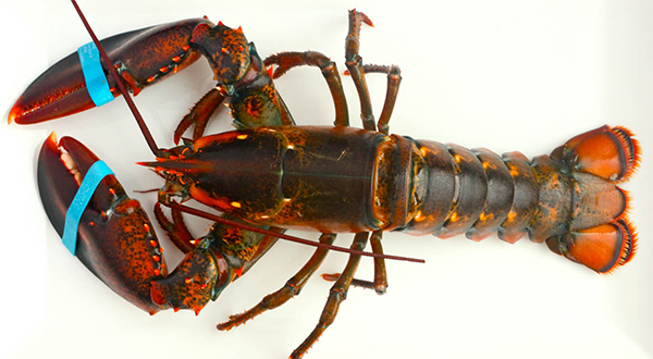 10 lb. – Live Nova Scotia Lobster – Wholesale Lobsters East Coast Canada
